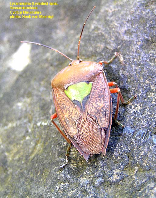 Papua Insects Foundation (Hemiptera/Heteroptera)